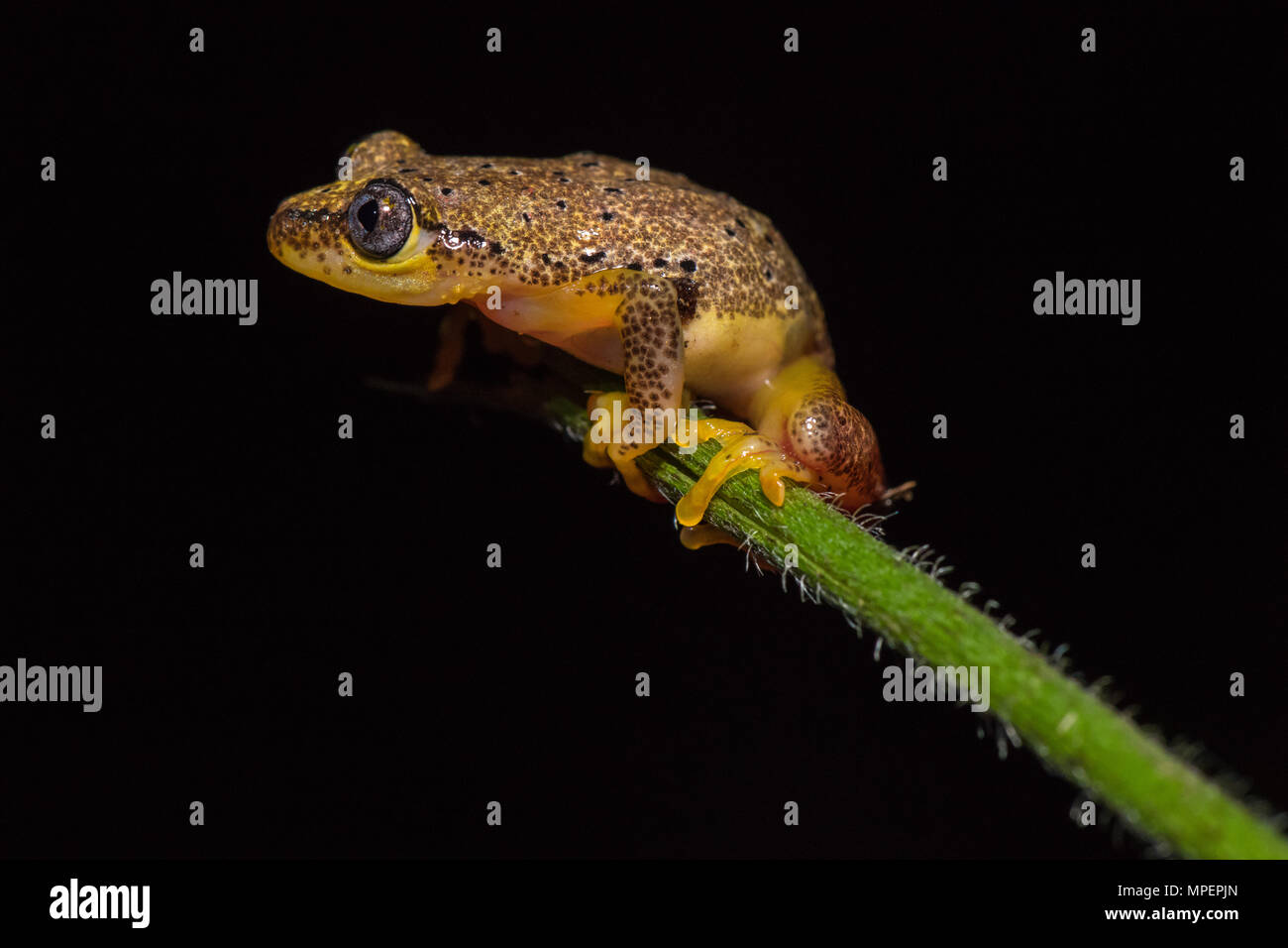 Reed frog species (Heterixalus punctatus) on stalk, Andasibe National ...