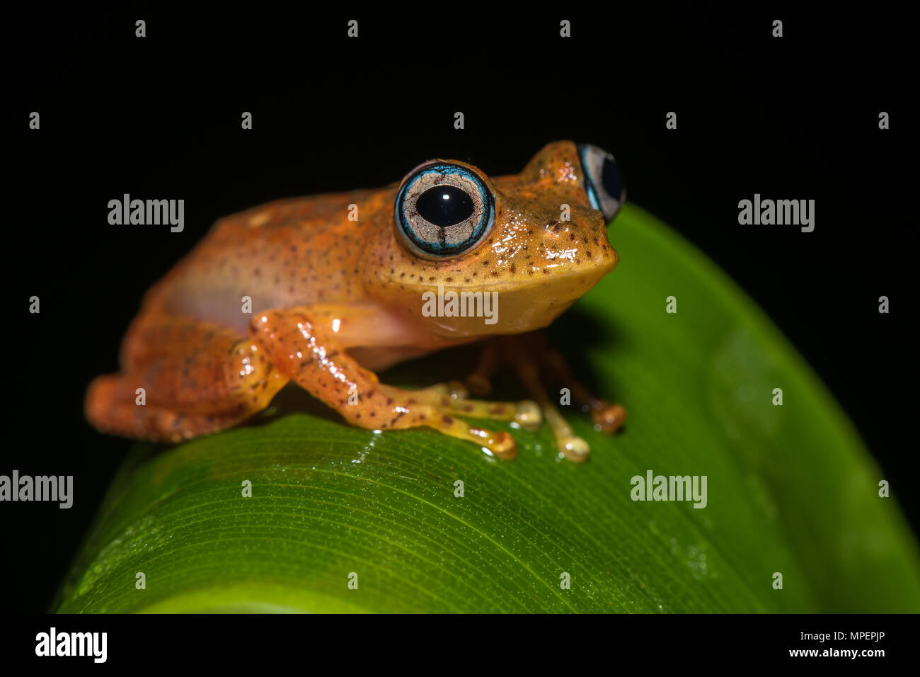 Tree climbing frog species (Boophis pyrrhus) sits on leaf, Andasibe ...
