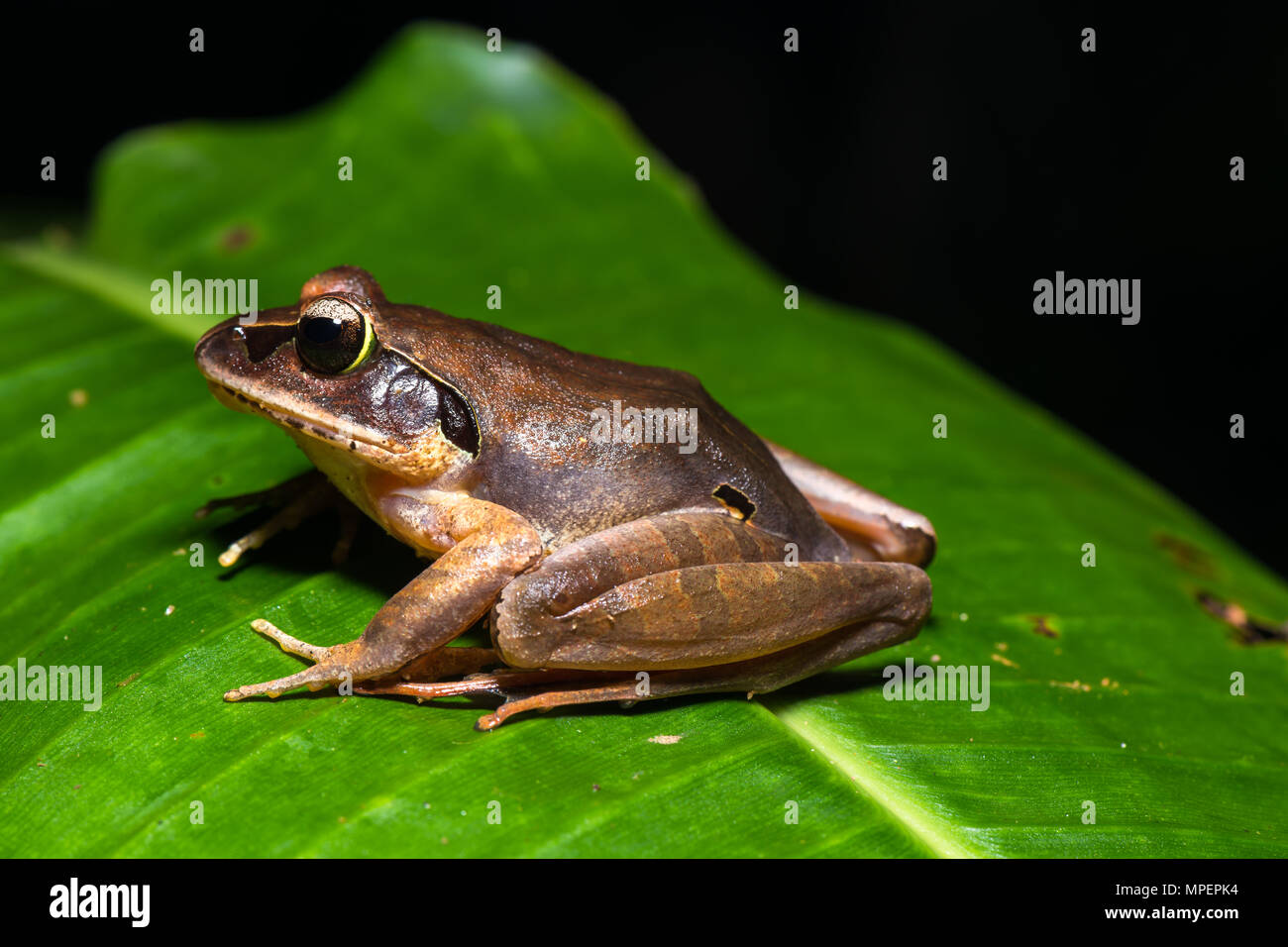 Madagascar frog species (Aglyptodactylus madagascariensis) sits on leaf ...