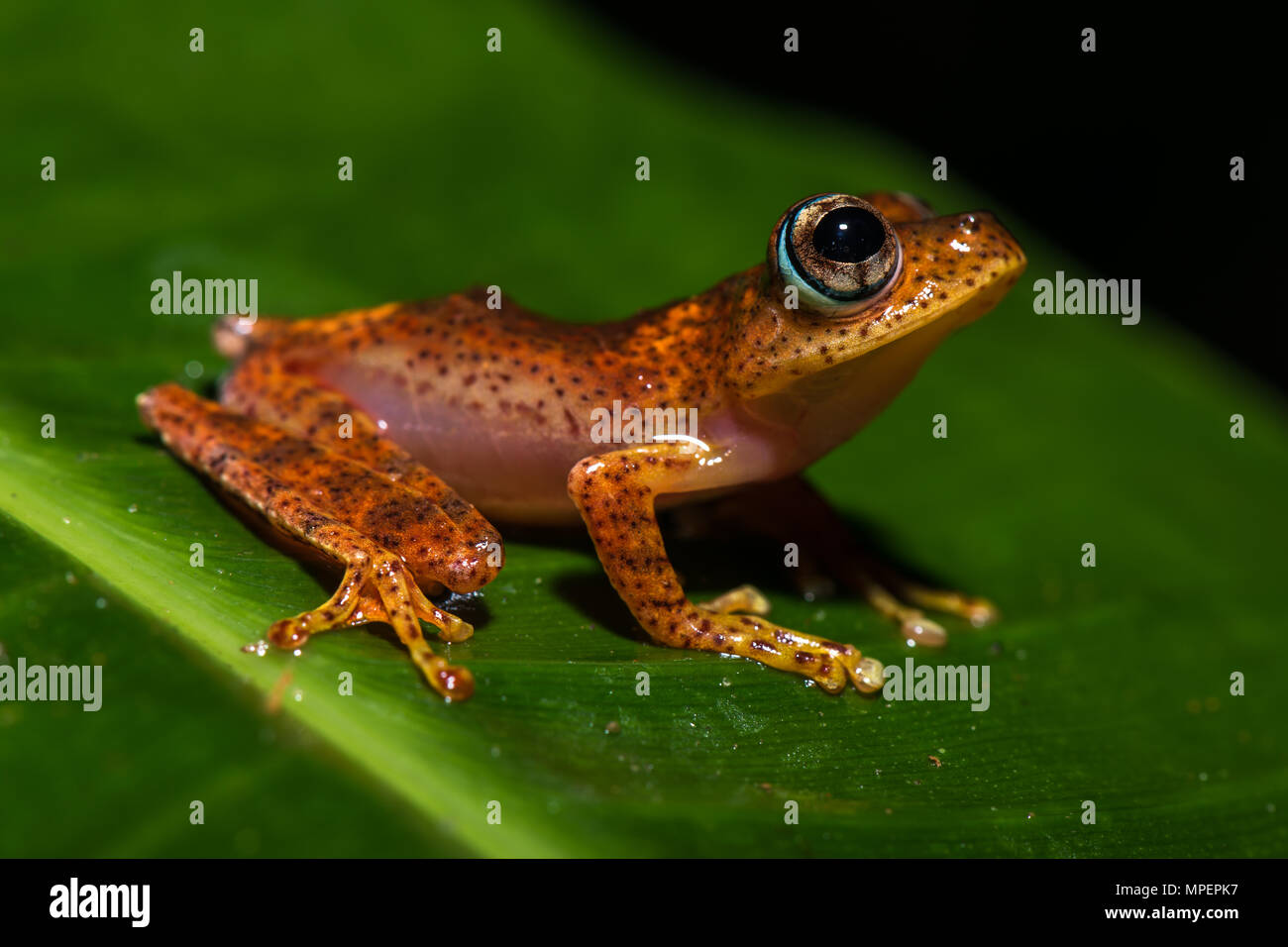 Tree climbing frog species (Boophis pyrrhus) sits on leaf, Andasibe ...