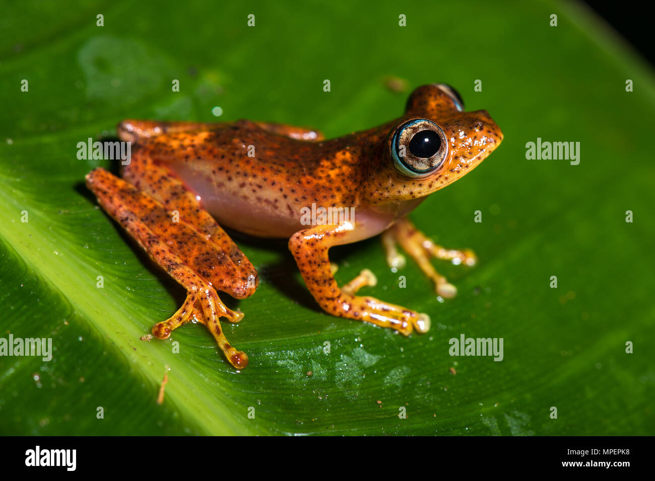 Tree climbing frog species (Boophis pyrrhus) sits on leaf, Andasibe ...