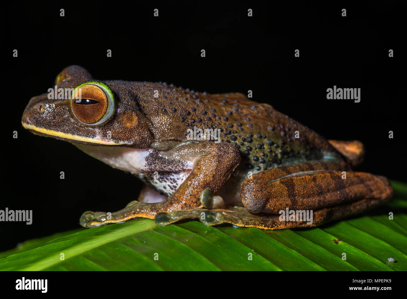 Tree climbing frog species (Boophis albilabris), male sitting on leaf ...