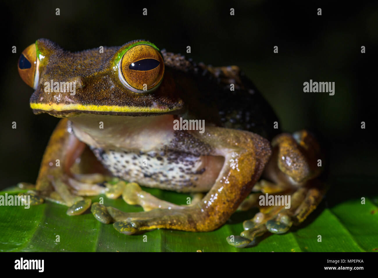 Tree climbing frog species (Boophis albilabris), male sitting on leaf ...