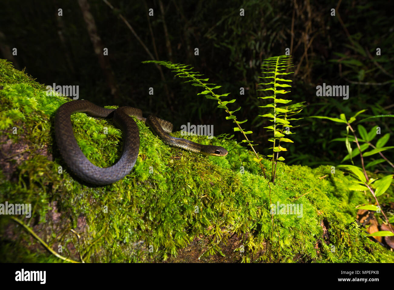 Highland snake hi-res stock photography and images - Alamy