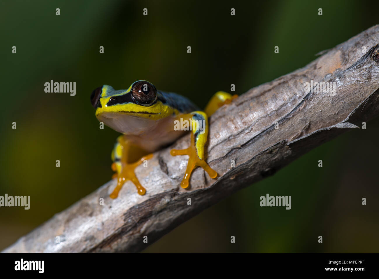 Back of frog on twig hi-res stock photography and images - Alamy