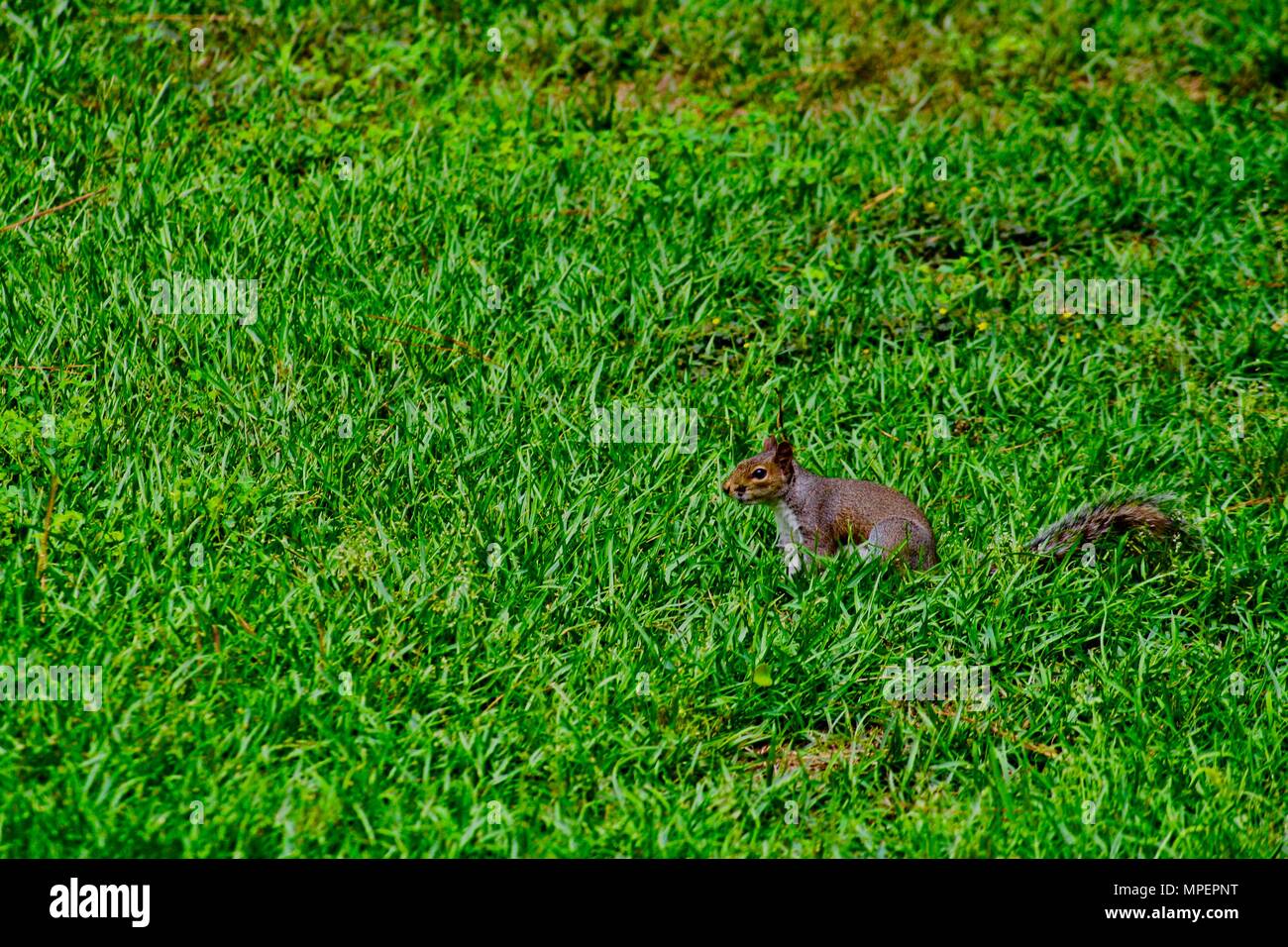 Squirrel in yard Stock Photo - Alamy