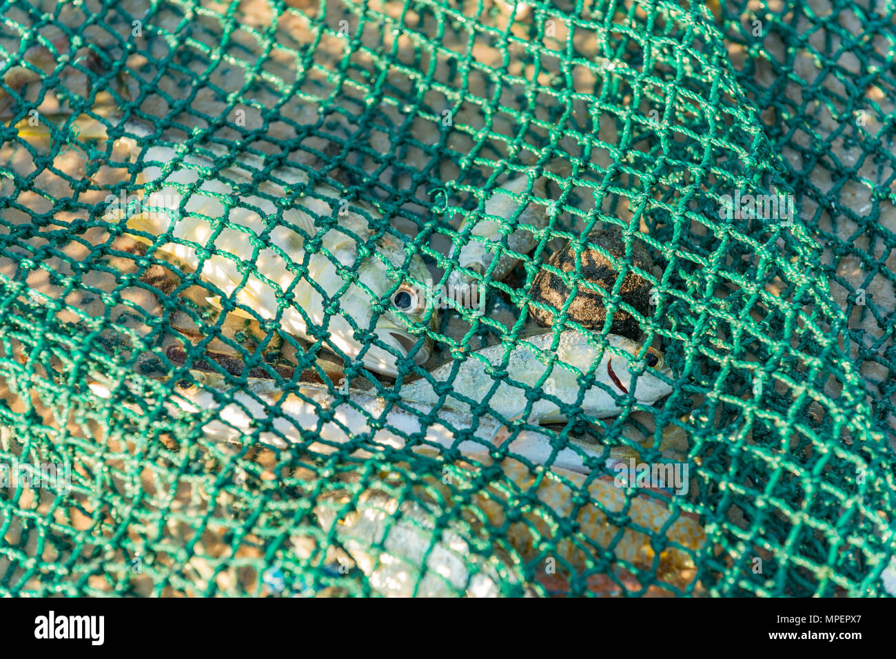 A pile of dead fish caught with nets in Mozambique Stock Photo - Alamy