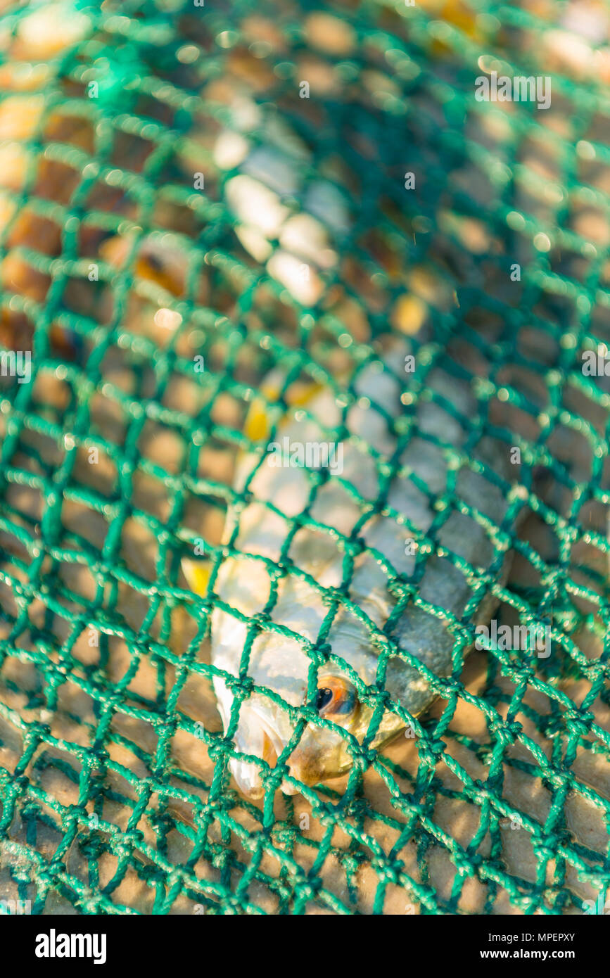 Netting fish caught hi-res stock photography and images - Alamy
