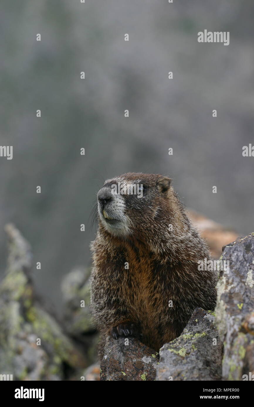 Wild animals spend their days searching for food and a mate. And posing ...