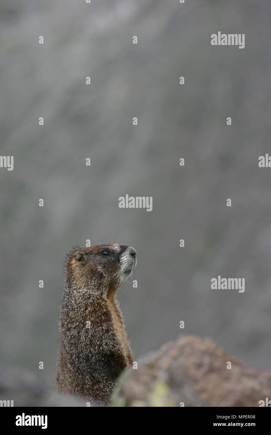 Wild animals spend their days searching for food and a mate. And posing ...