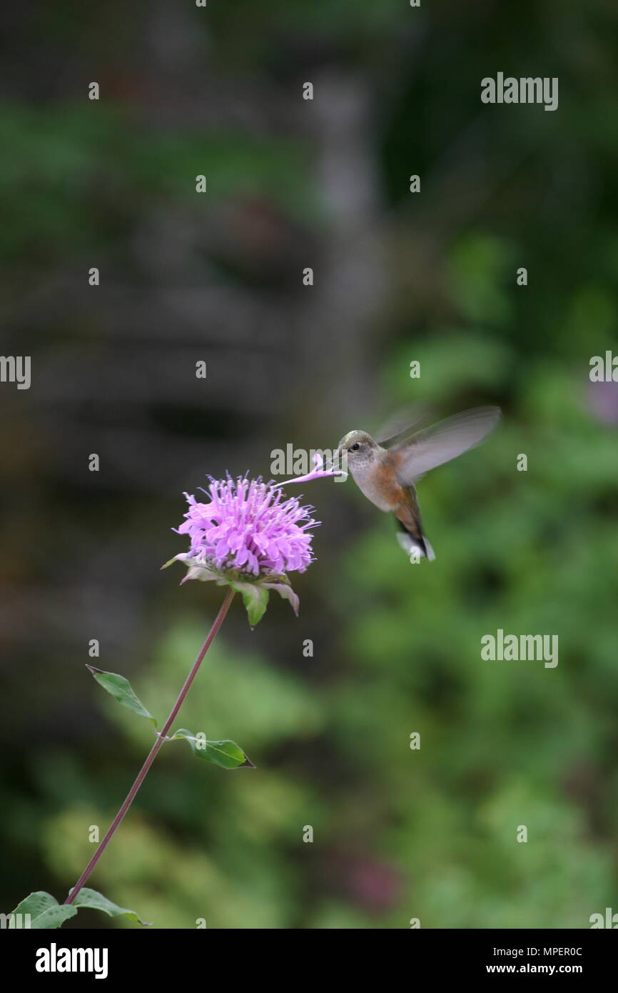 Searching animals hi-res stock photography and images - Alamy