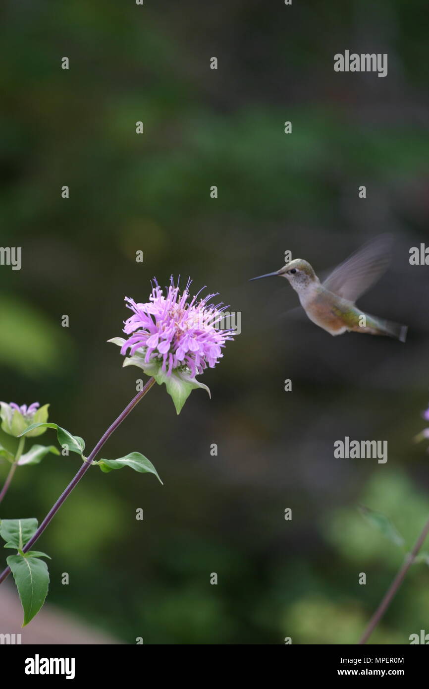 Searching animals hi-res stock photography and images - Alamy