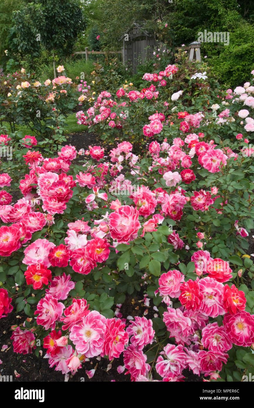 Country garden cream flowers hi-res stock photography and images - Alamy