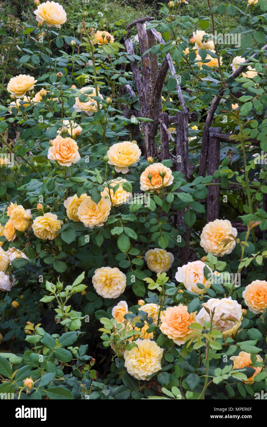 Golden gate rose hi-res stock photography and images - Alamy