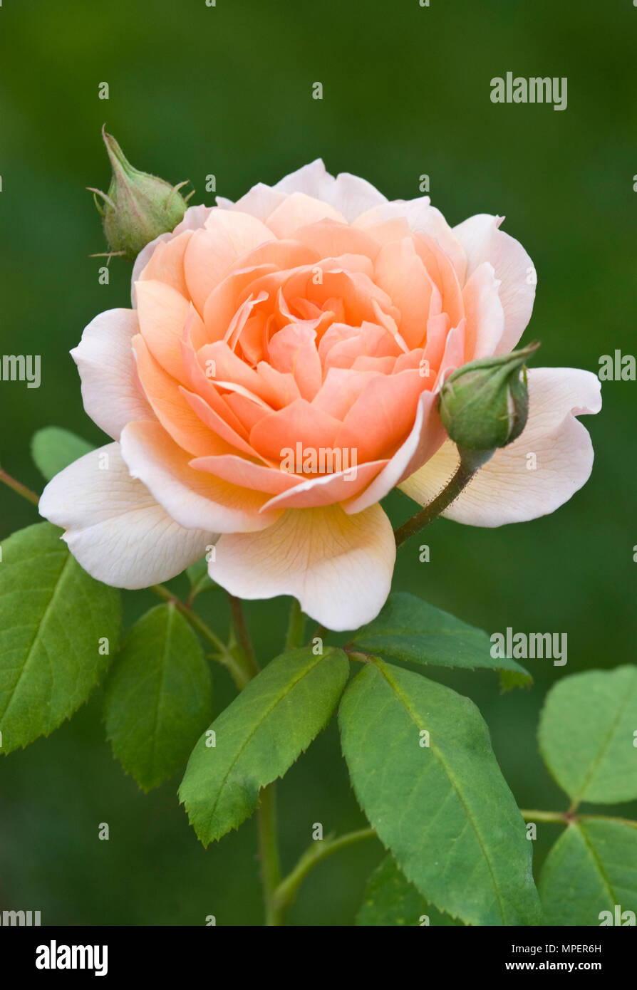 Grace david austin rose english hi-res stock photography and images - Alamy
