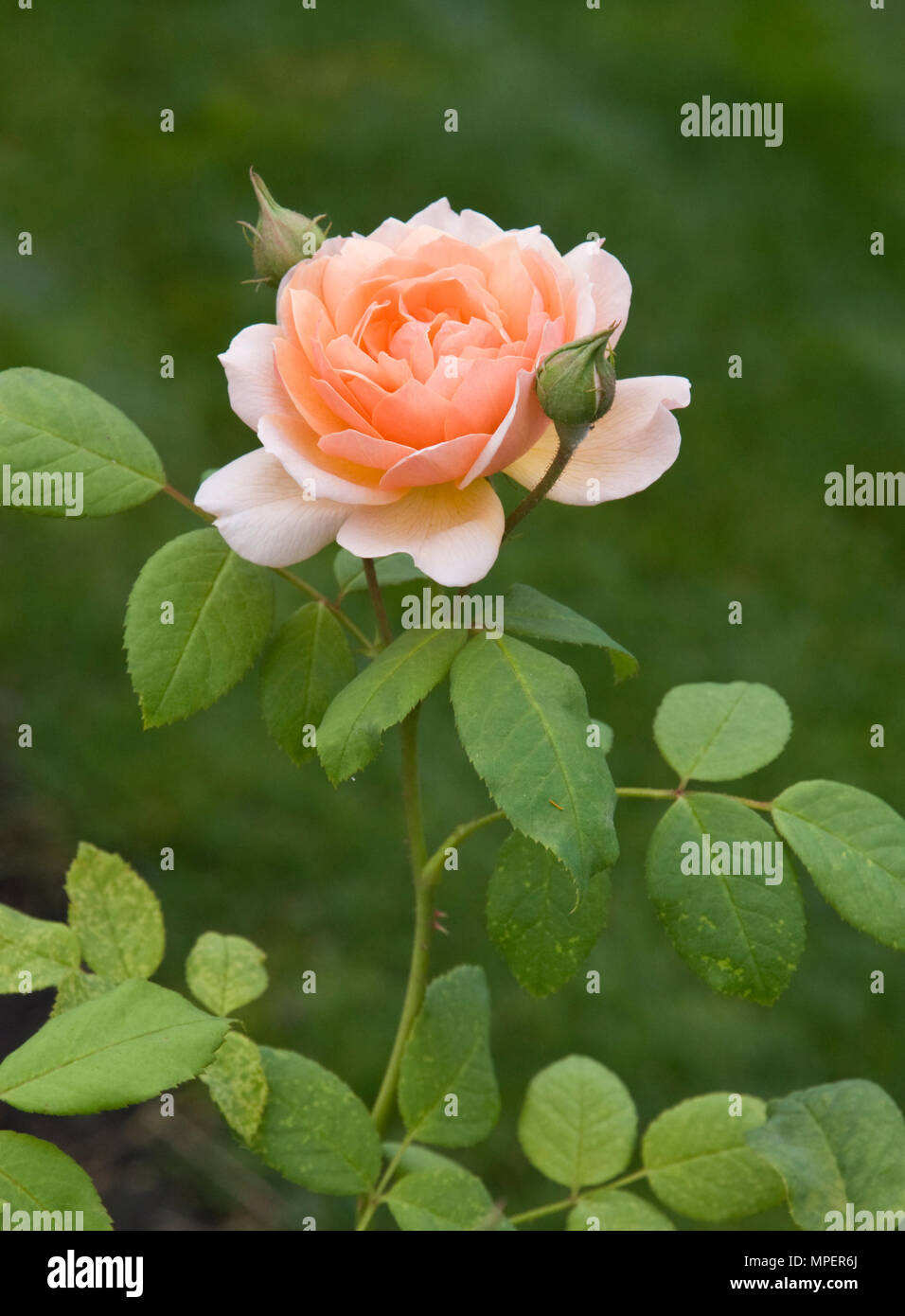 English rose grace hi-res stock photography and images - Alamy
