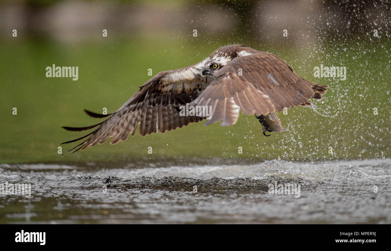 Osprey flying feet hi-res stock photography and images - Alamy