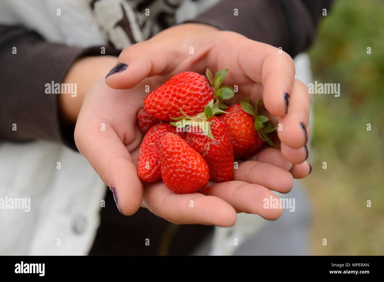 Strawberry Farm, Agios Konstantinos,Lassithi Plateau,Crete,Greece ...