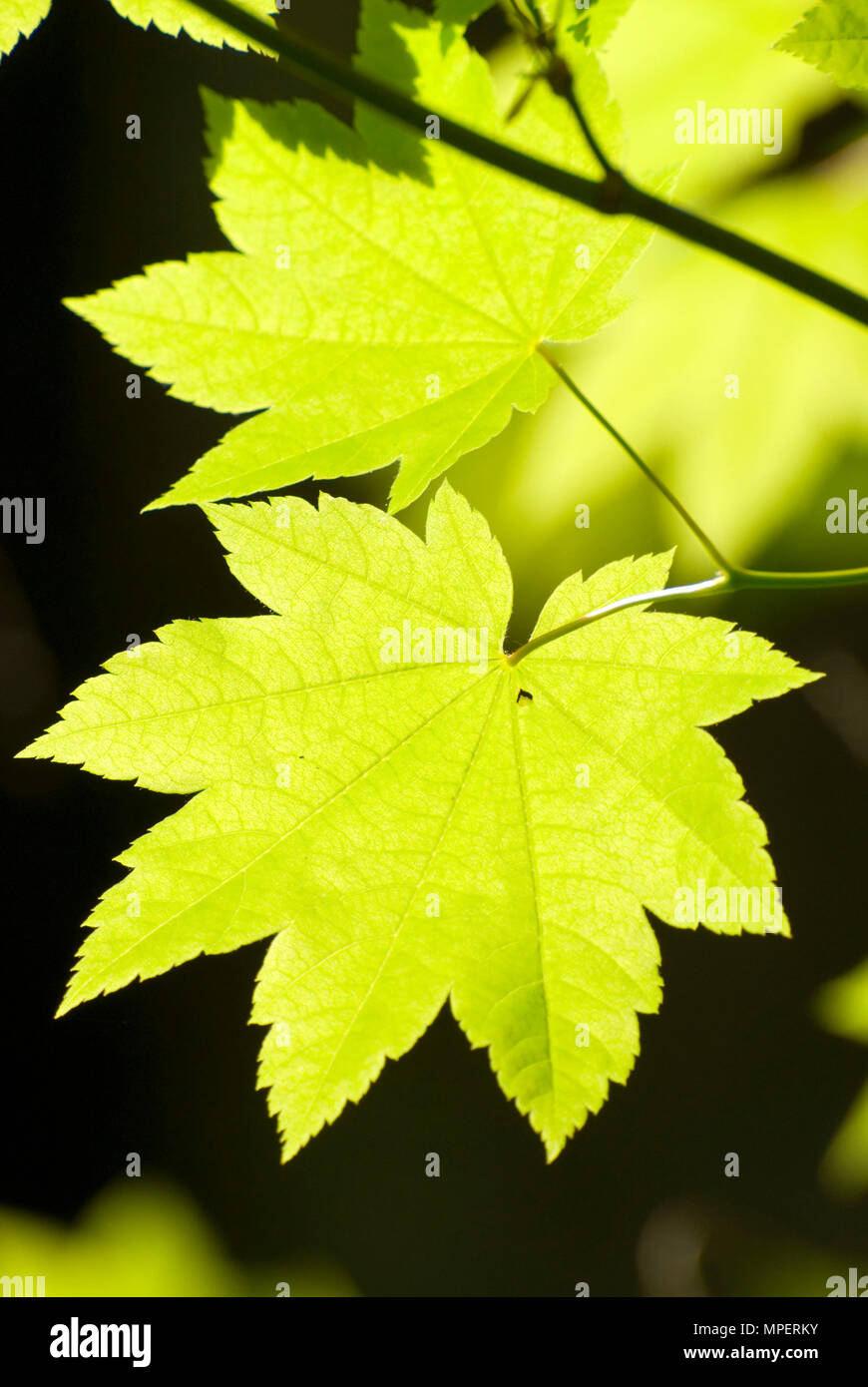 Vine maple leaves, Metolius Wild & Scenic River, Deschutes National ...