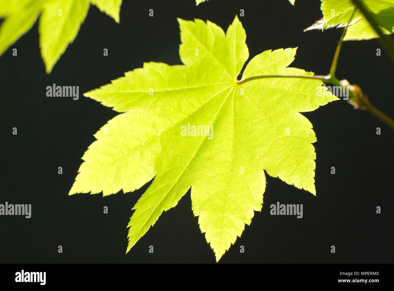 Vine maple leaves, Metolius Wild & Scenic River, Deschutes National ...