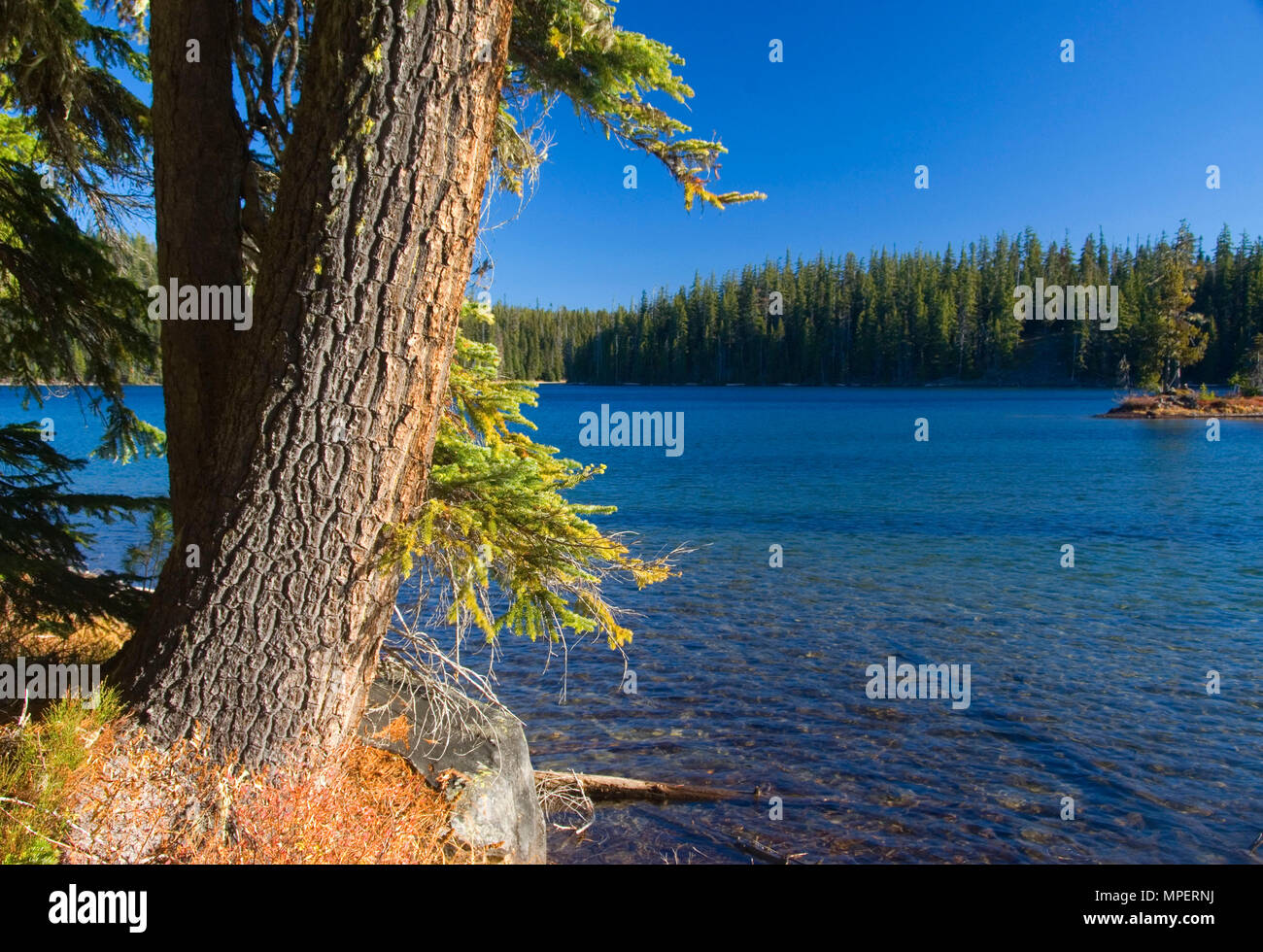 Charlton Lake, Deschutes National Forest, Oregon Stock Photo - Alamy
