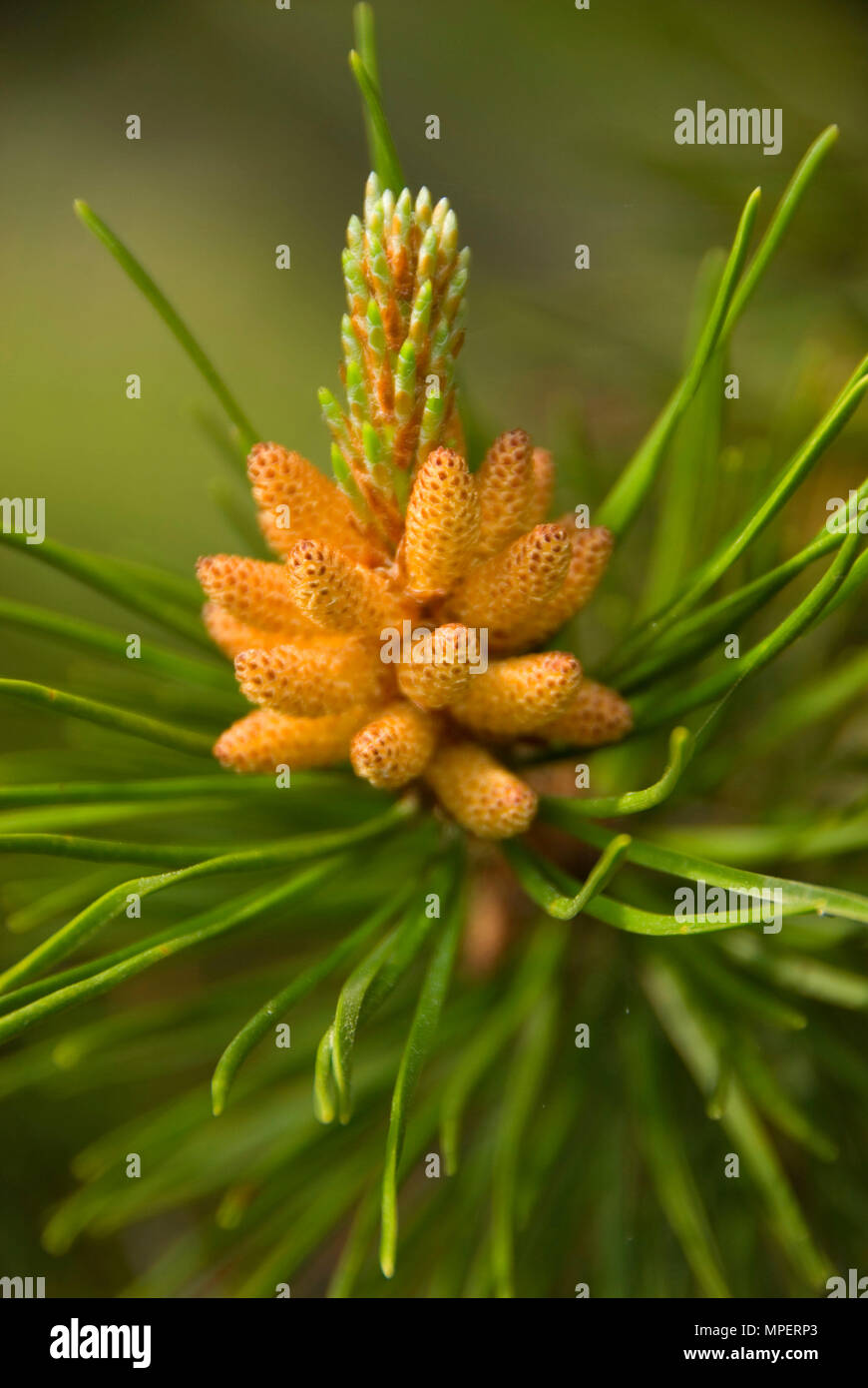 Shore pine pinus contorta contorta hi-res stock photography and images ...
