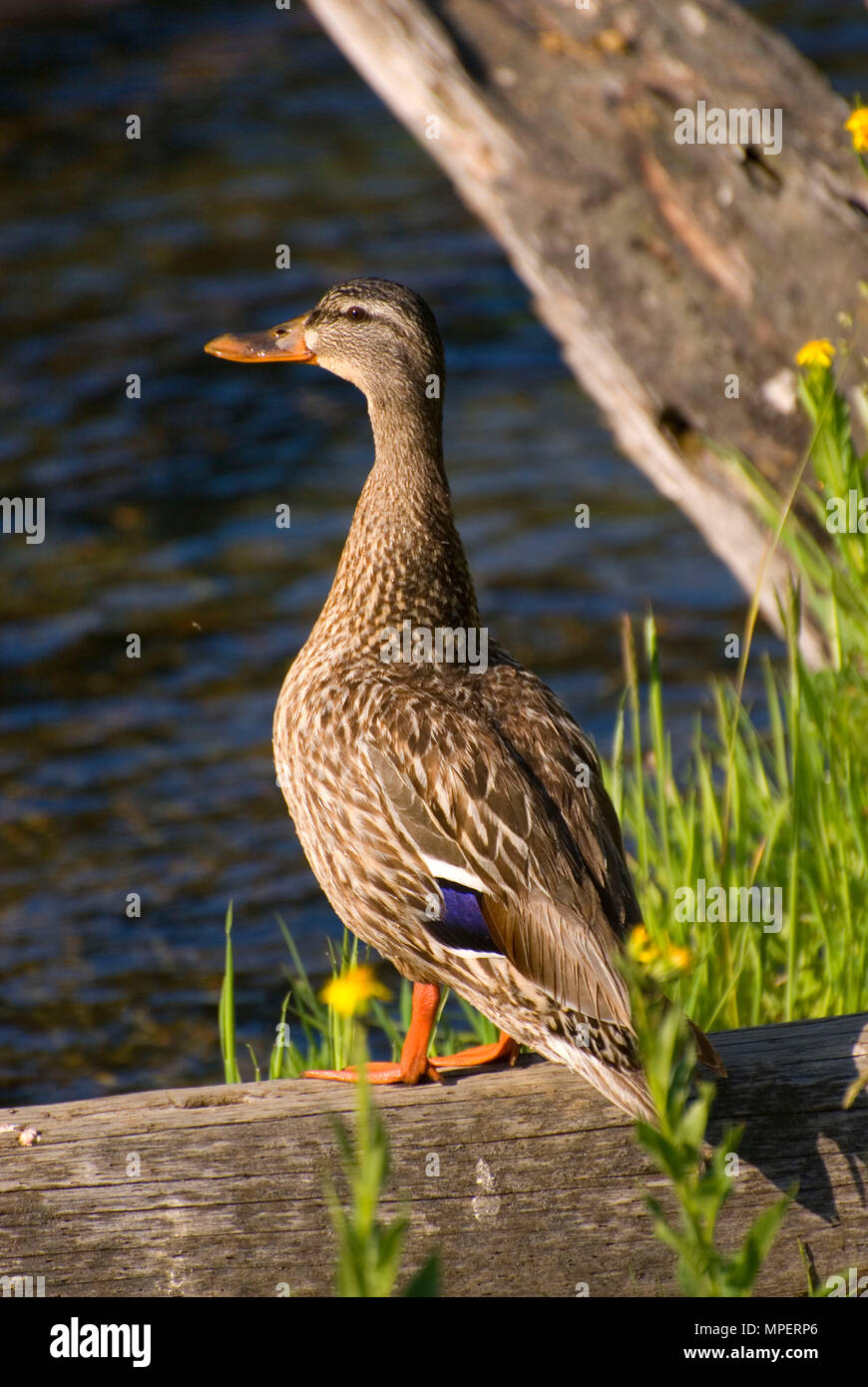 Mallard hen, Cascade Lakes National Scenic Byway, Deschutes National ...
