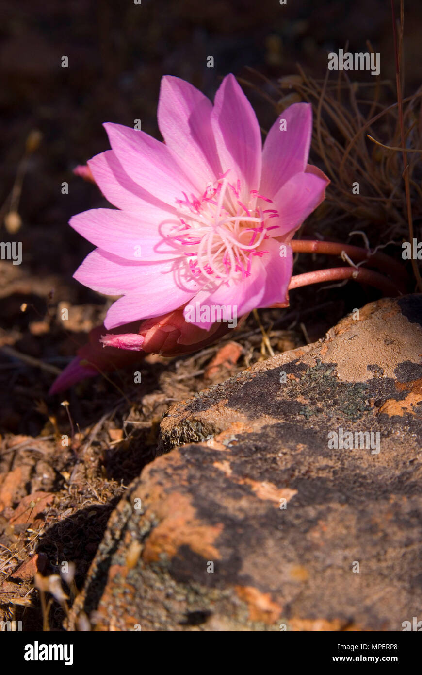 Bitterroot, Rimrock Springs Wildlife Area, Crooked River National ...