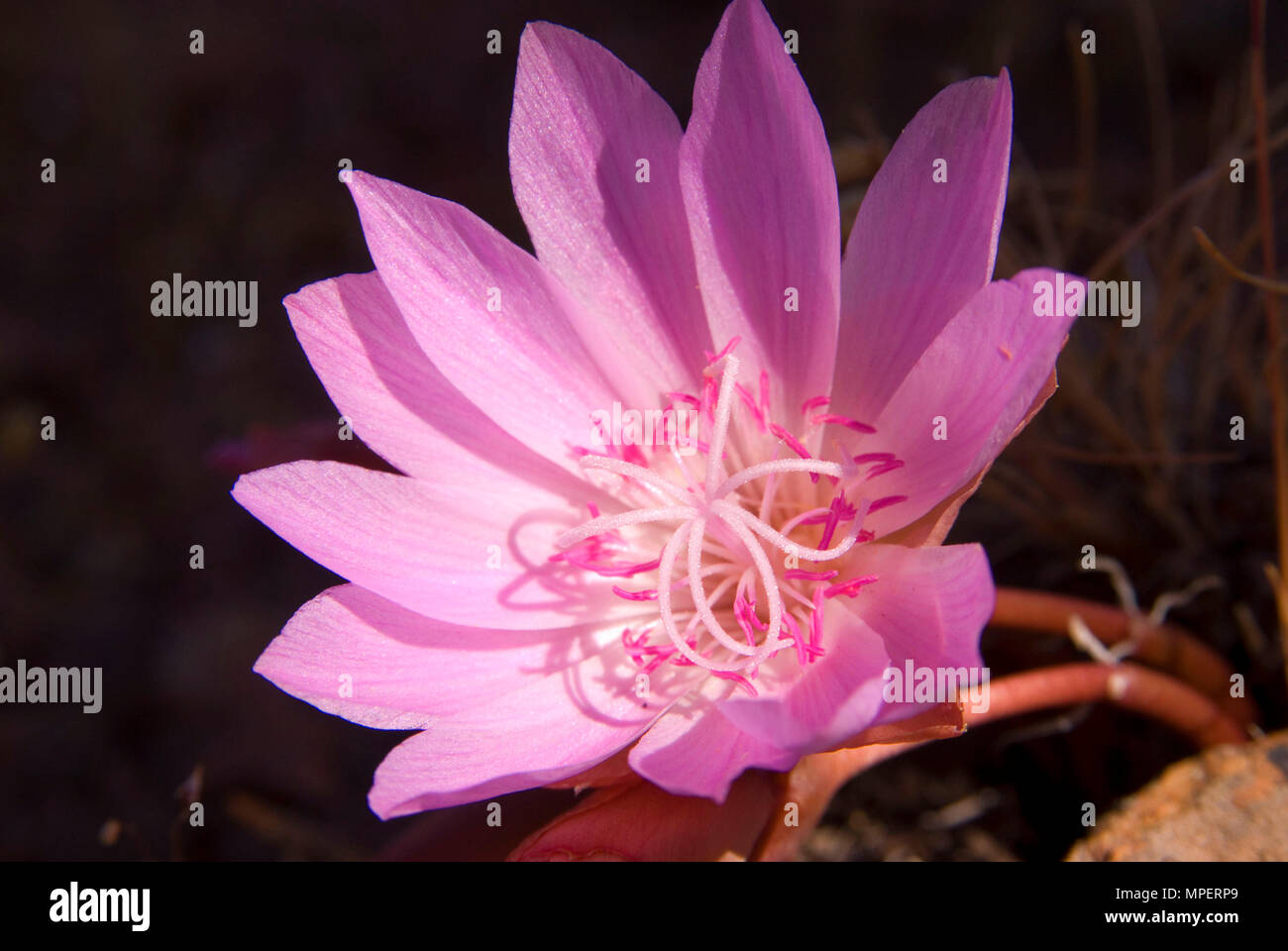 Bitterroot, Rimrock Springs Wildlife Area, Crooked River National ...