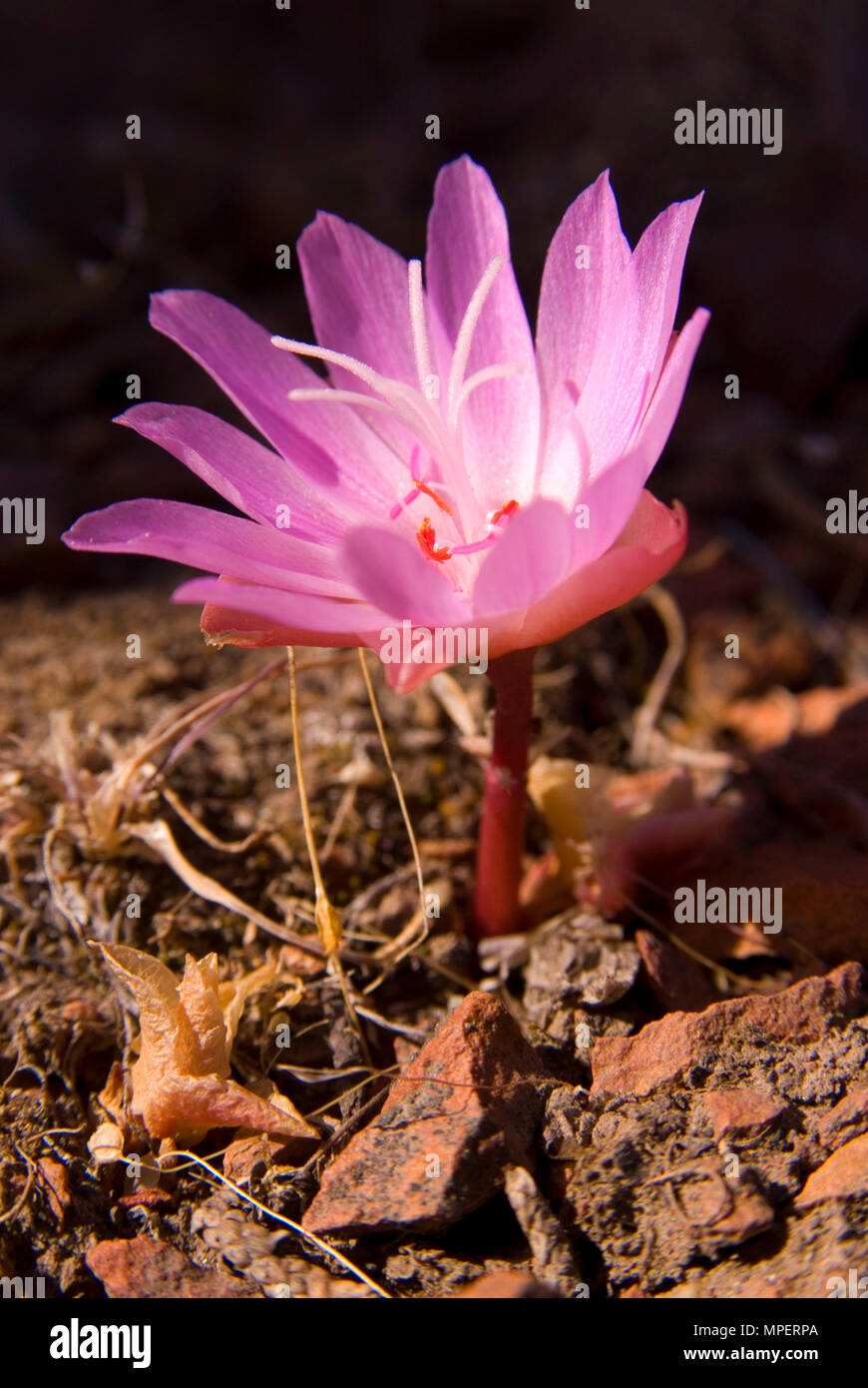 Bitterroot, Rimrock Springs Wildlife Area, Crooked River National ...