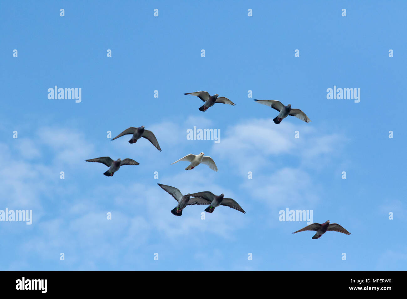 flock of speed racing pigeon bird flying against beautiful blue sky ...