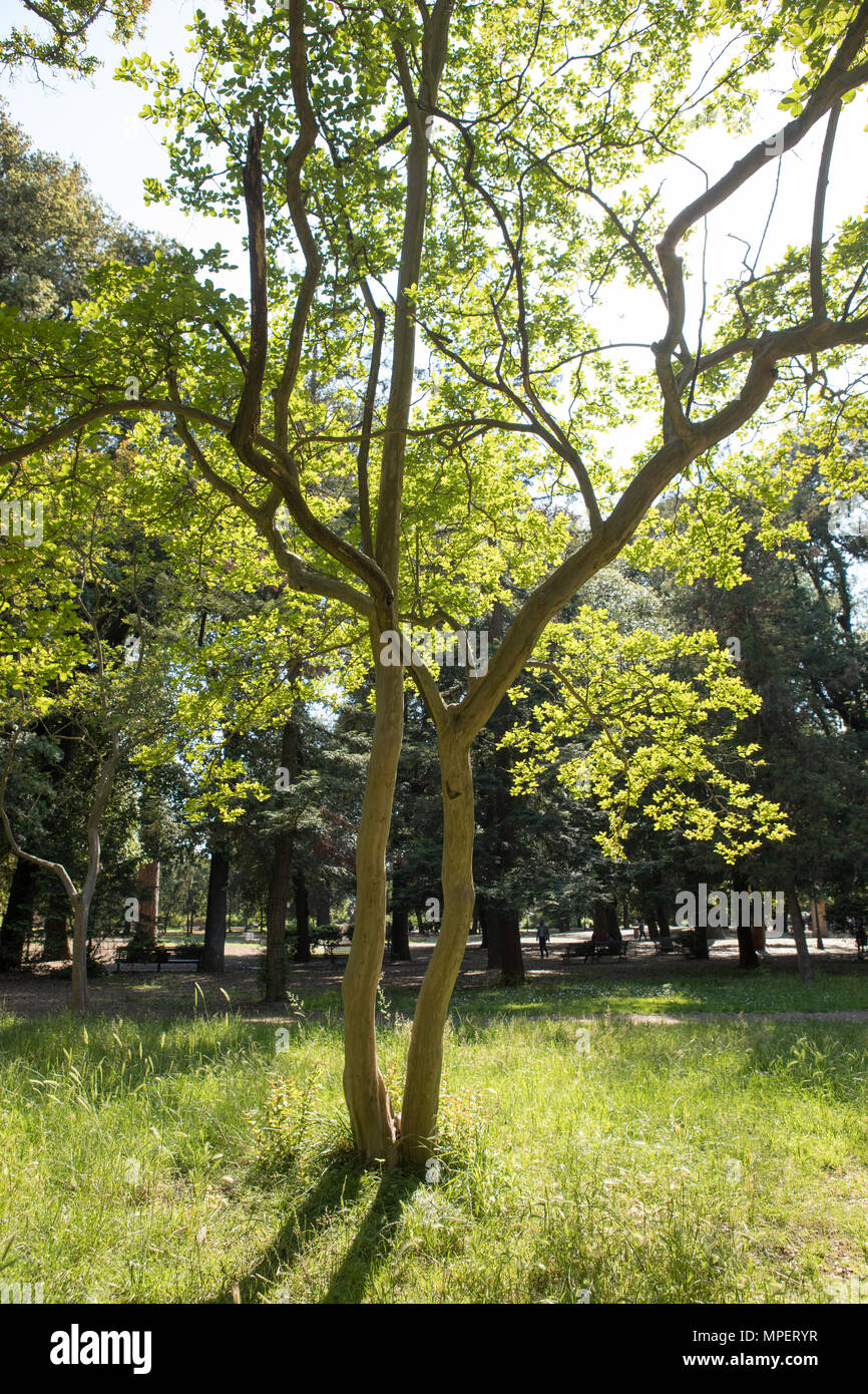 Tree rome hi-res stock photography and images - Alamy