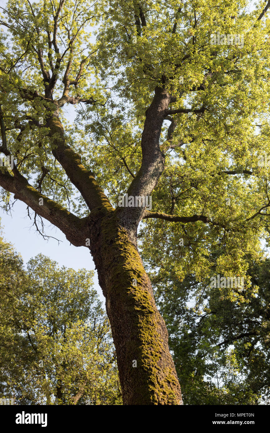 Tree rome hi-res stock photography and images - Alamy