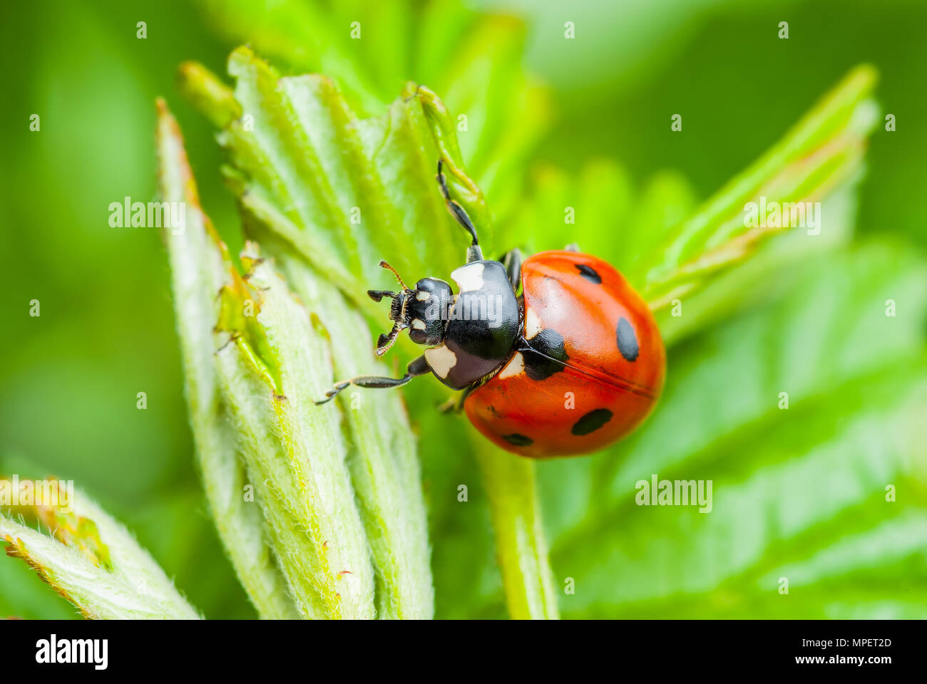Ladybug Insect on Leaf Macro Stock Photo - Alamy