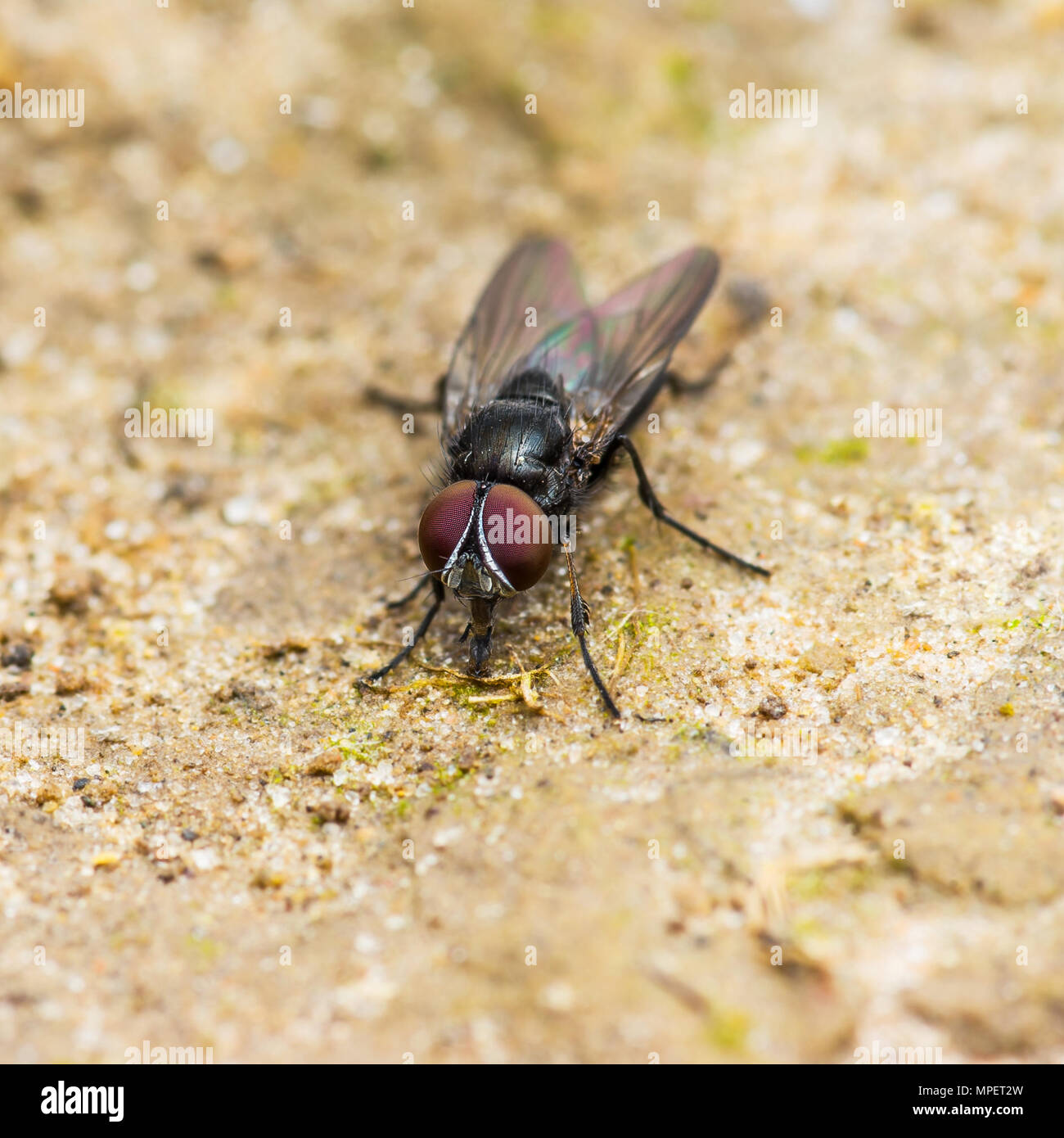 Diptera Meat Fly Insect On Ground Stock Photo - Alamy