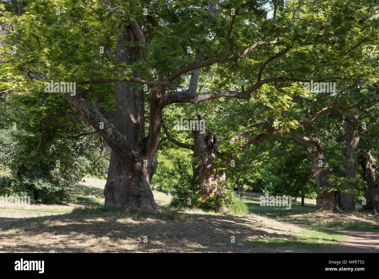 Rome Italy Villa Borghese, trees Stock Photo - Alamy