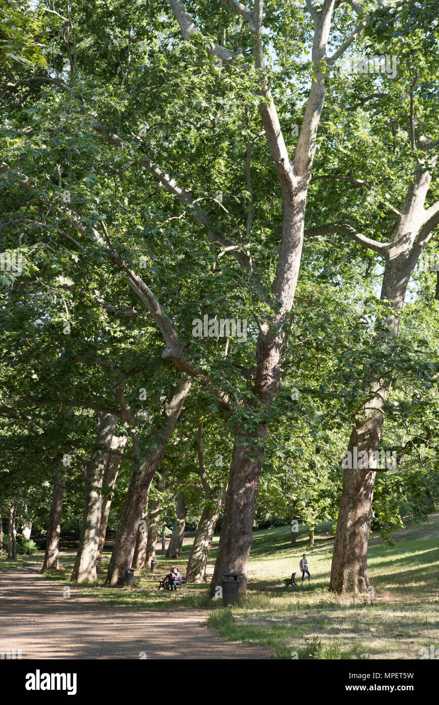 Rome Italy Villa Borghese, trees Stock Photo - Alamy