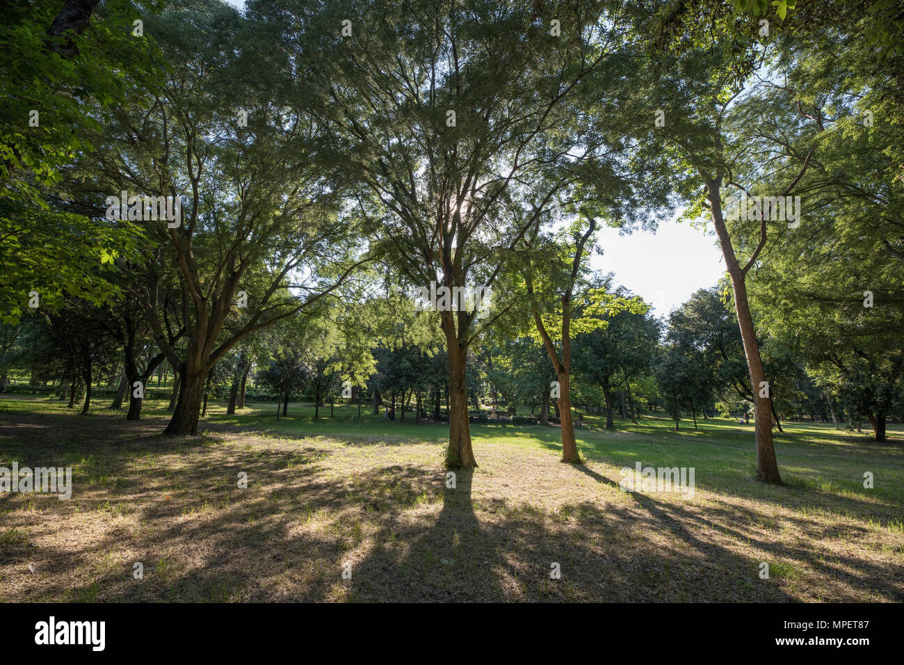 Rome Italy Villa Borghese, trees Stock Photo - Alamy