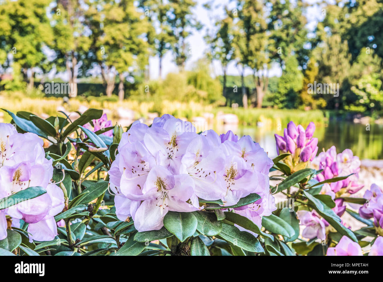 Natural flower background. Amazing view of colorful rododendron ...