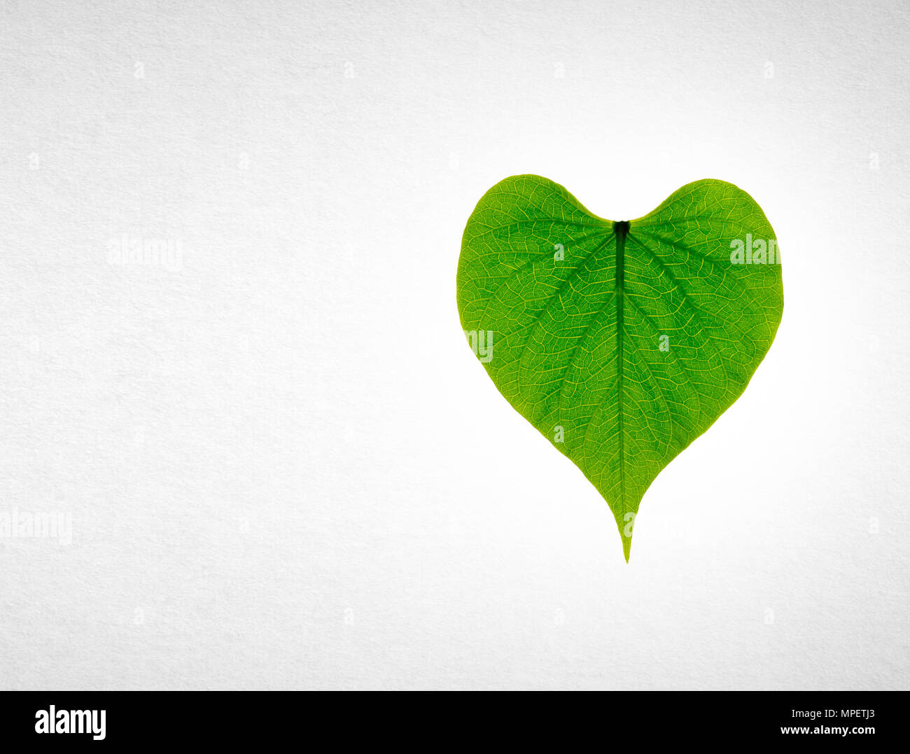 leaf or heart shaped green leaf symbolizing love on a background Stock ...