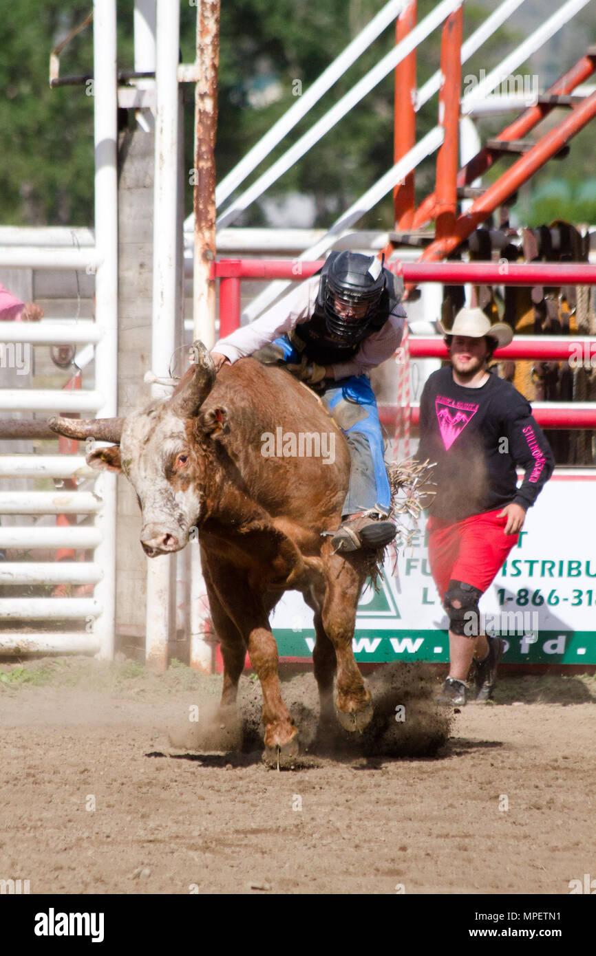 Bull riding-rider is challenging a very annoyed, angry 2000 lbs bull to ...