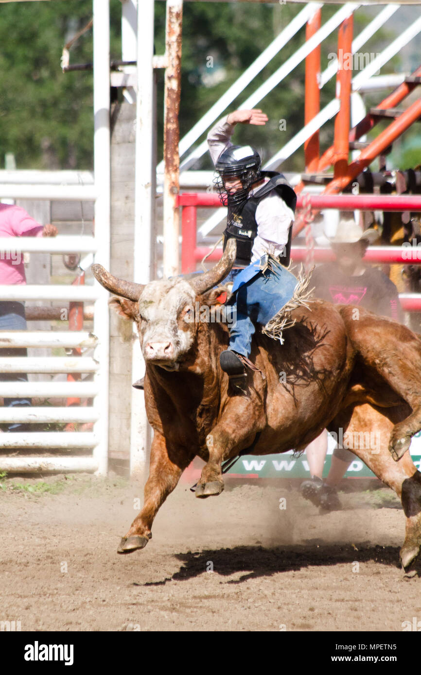 Bull riding-rider is challenging a very annoyed, angry 2000 lbs bull to ...