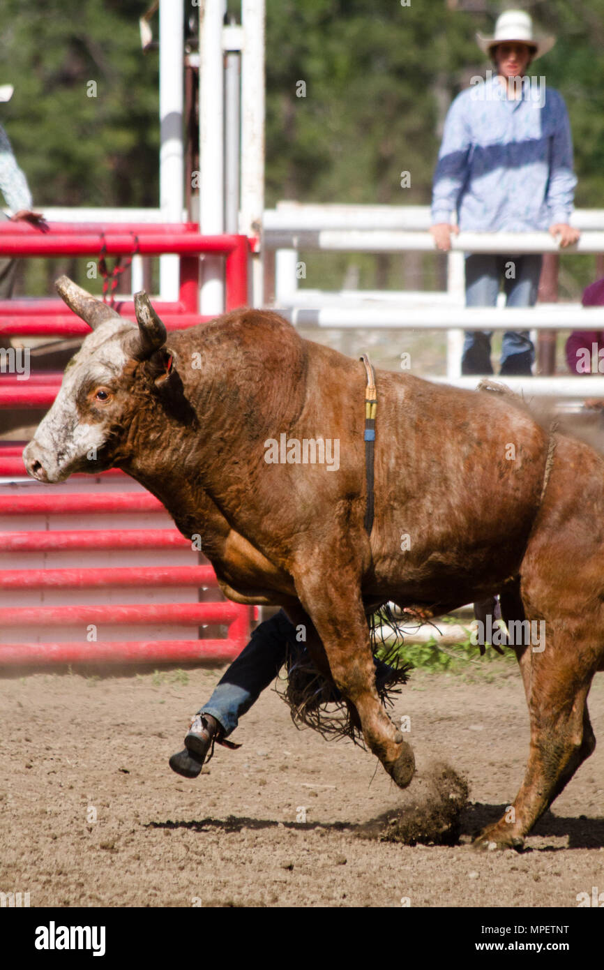 Most Dangerous Bull
