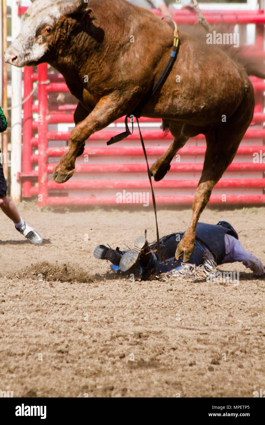 Rodeo bull hi-res stock photography and images - Alamy