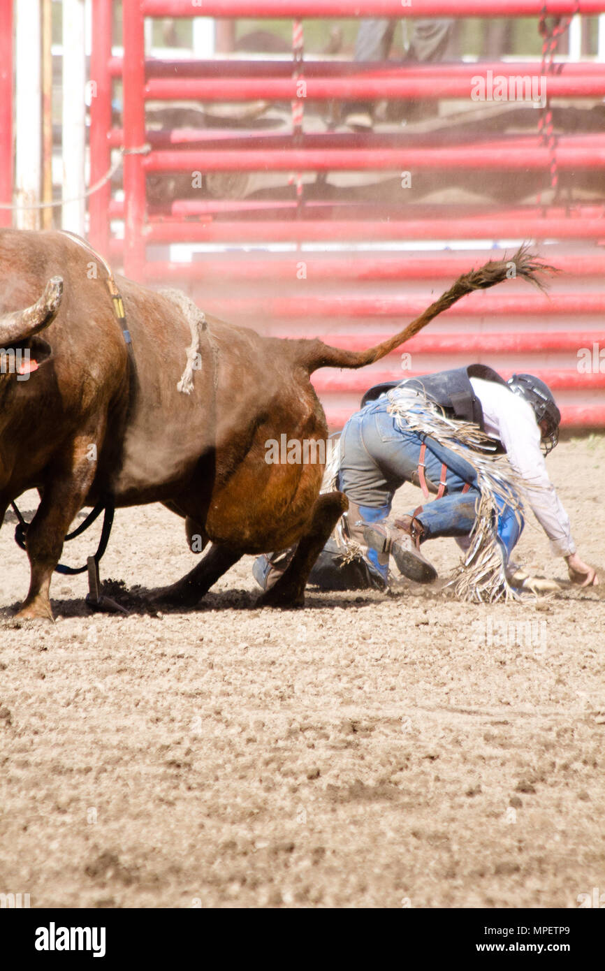 Bull riding-rider is challenging a very annoyed, angry 2000 lbs bull to ...