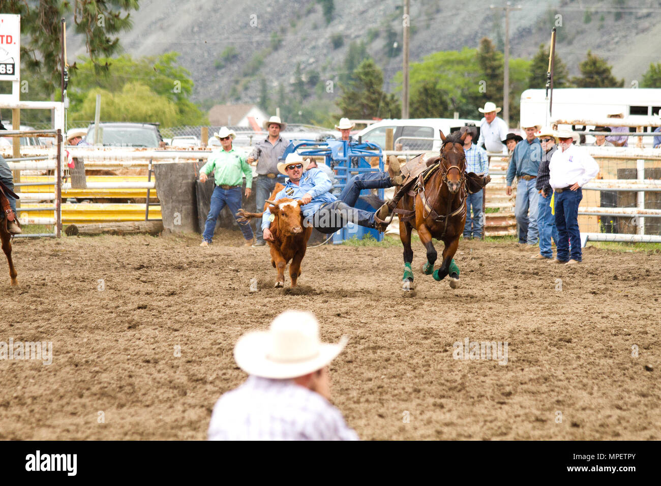 Steer wrestling, aka bulldogging Stock Photo - Alamy