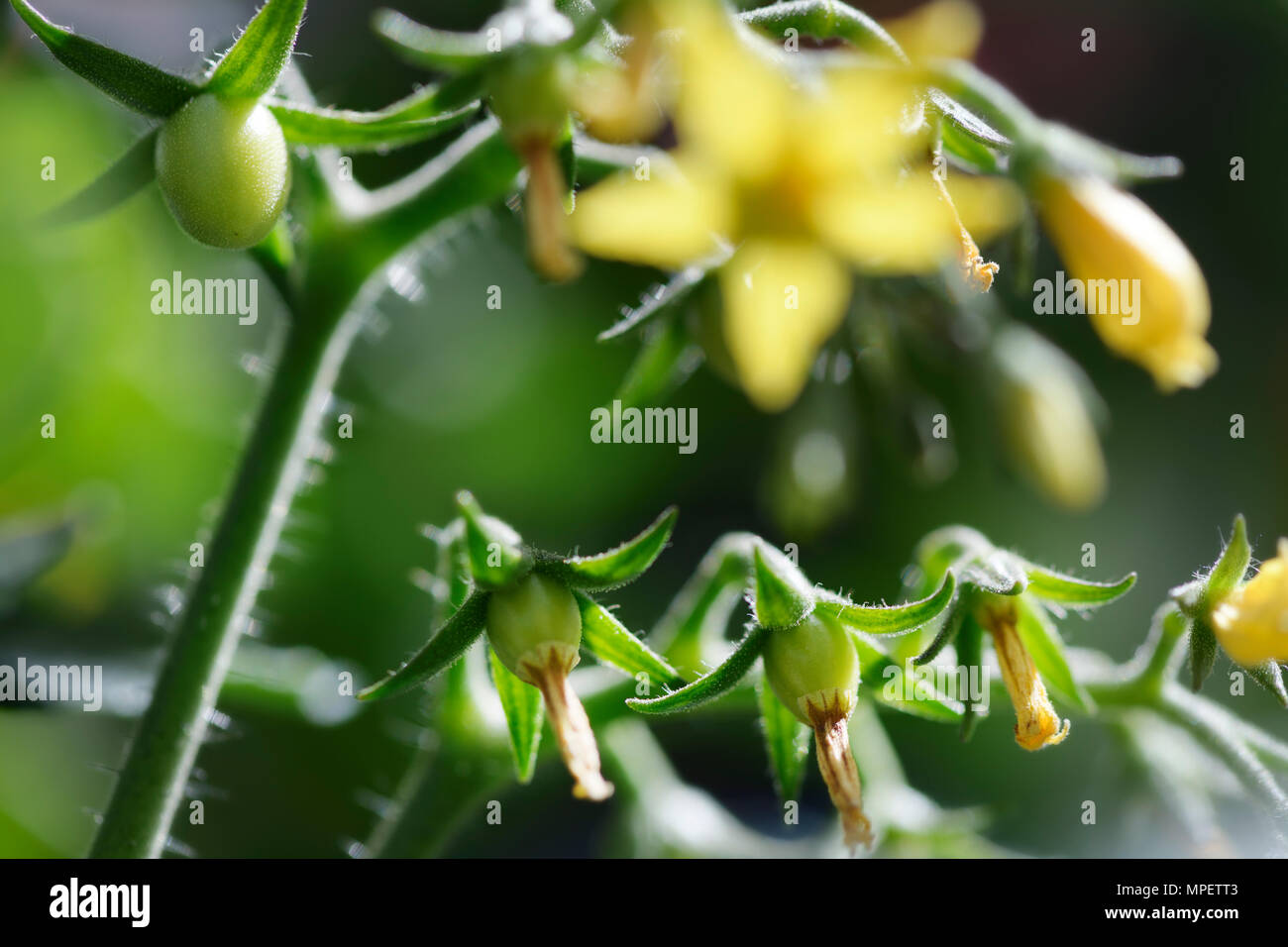 Tomatoes fruit hi-res stock photography and images - Alamy