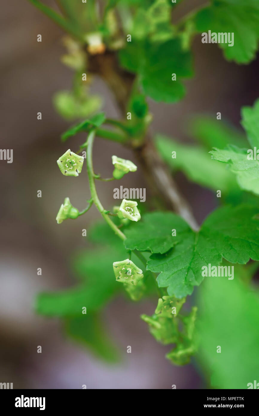 Red currant blossom hi-res stock photography and images - Alamy