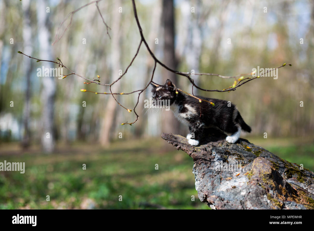 small kitten of tortoiseshell color in the park creeps over a stone ...