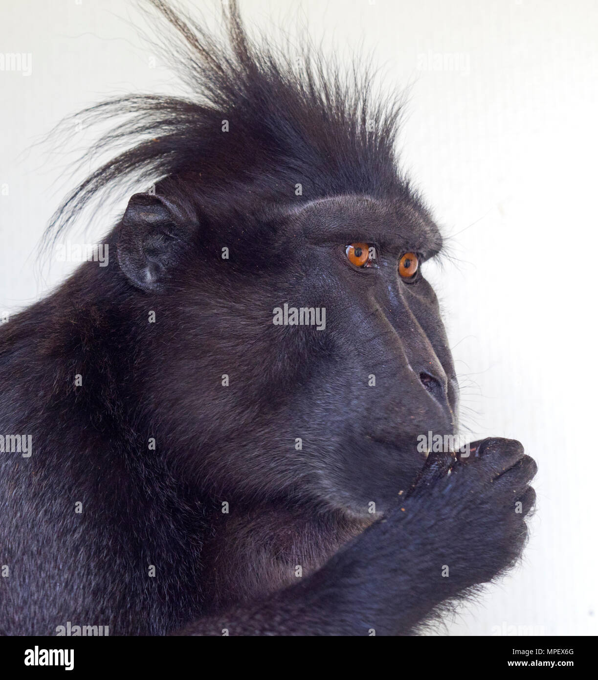 Crested macaque Macaca nigra also known as the Crested black macaque ...